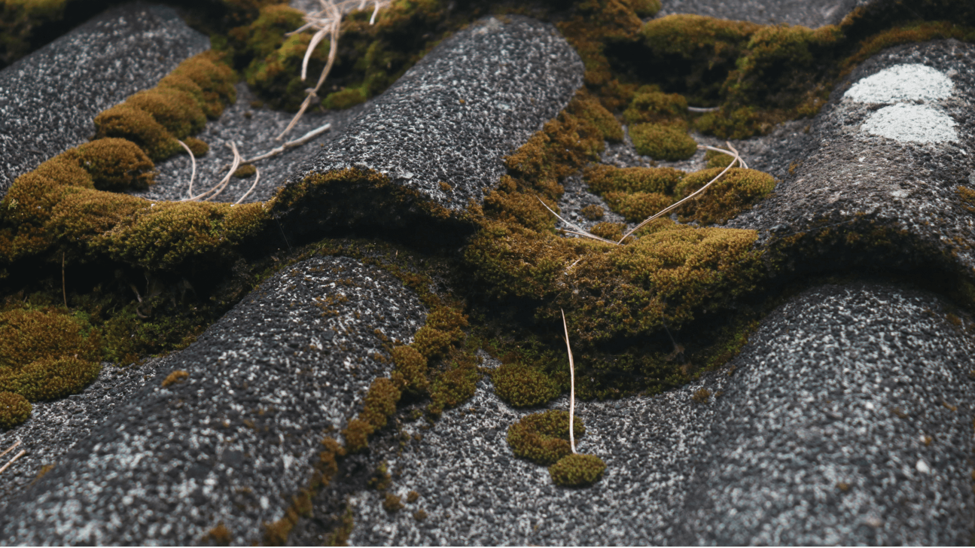 Sammaleen poisto katolta – Suuri tietopaketti - Tammone Oy